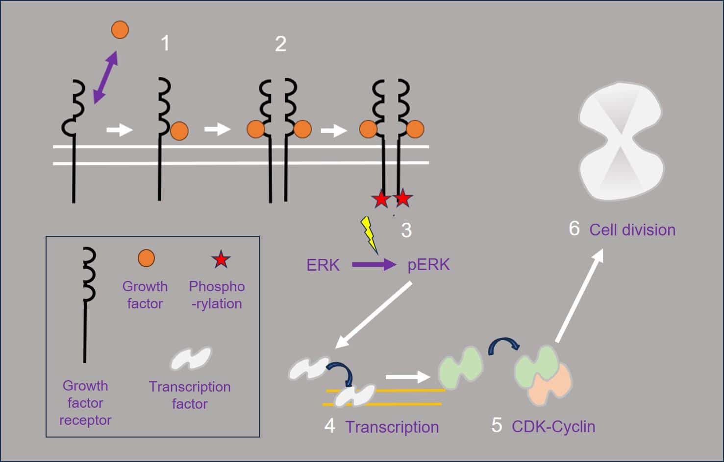 Can Growth Factors In Skin Care Cause Cancer ? - My Glow Journey